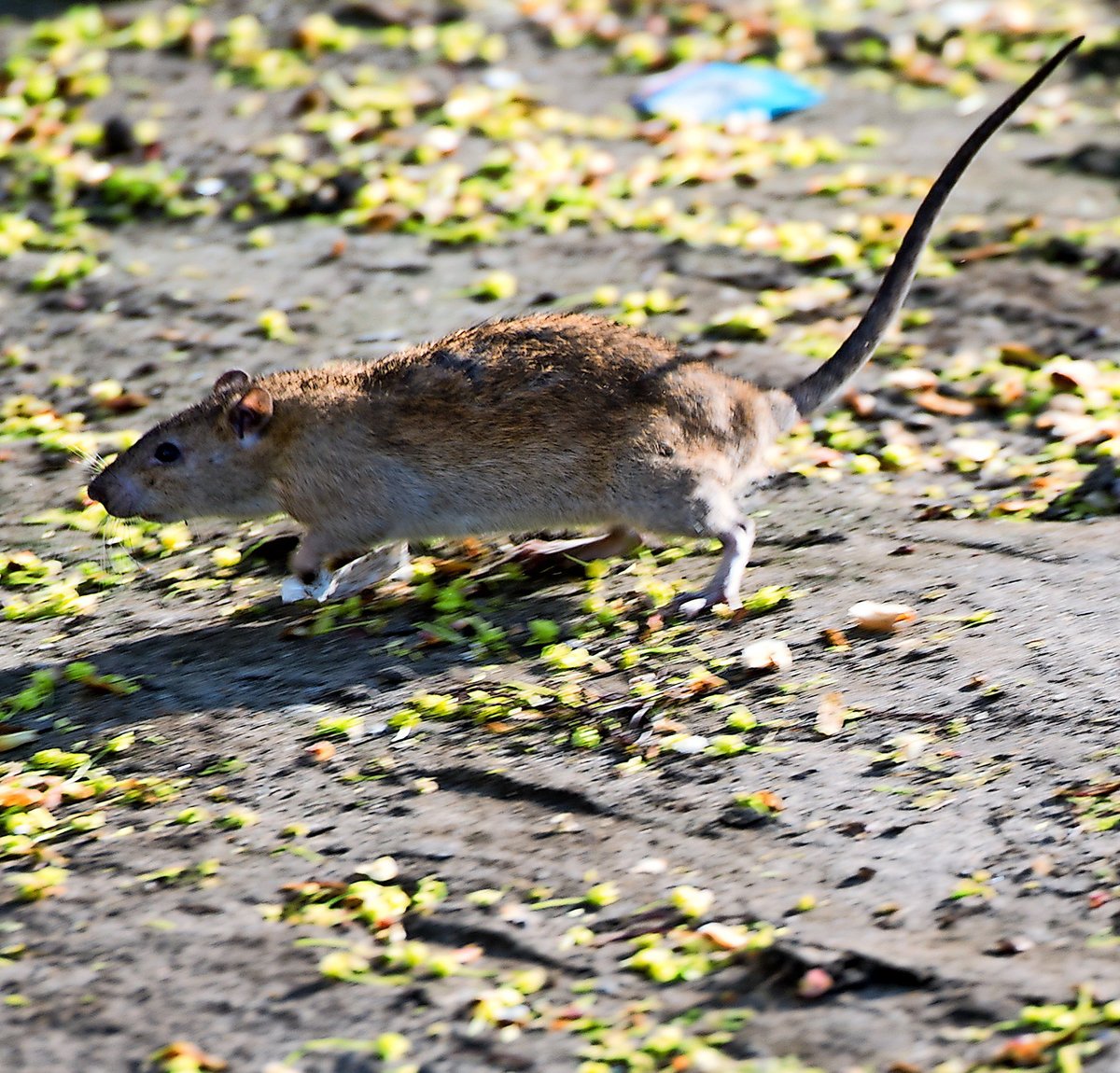 Rattenplage in Hildesheim?