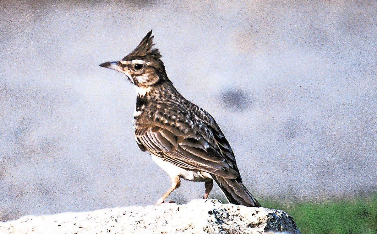 Hilfe zum Überleben für Vogelart