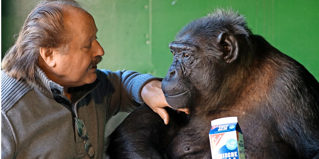 Circus Belly trauert um seinen Schimpansen Robby