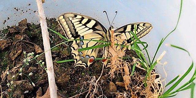 Sorsumer beobachtet, wie aus einer bunten Raupe ein Schmetterling wird