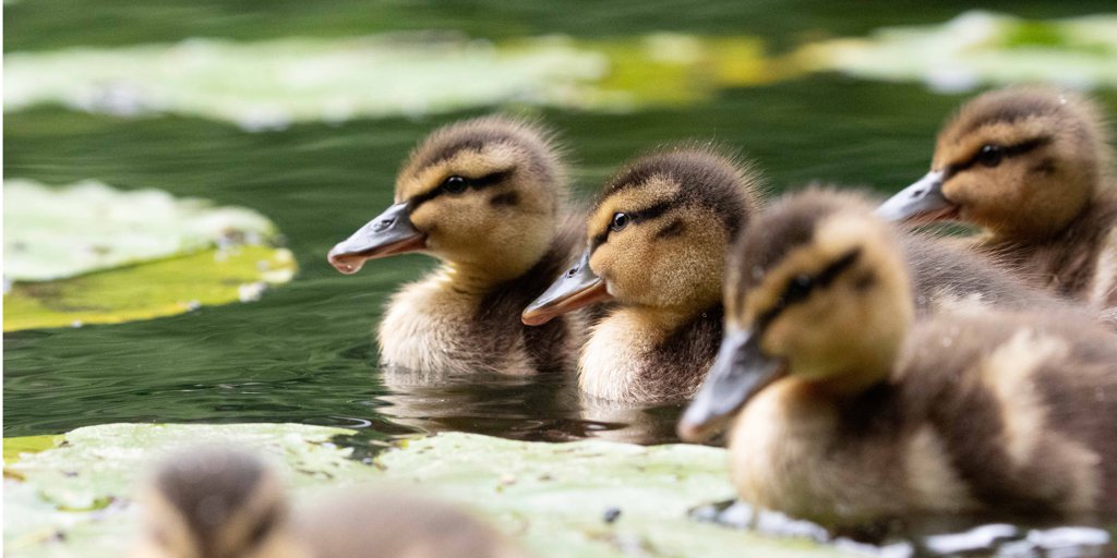 Hingucker: Alle meine Entchen