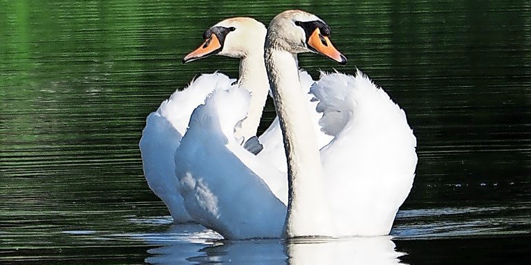 Hingucker: Schwanenpaar in Derneburg
