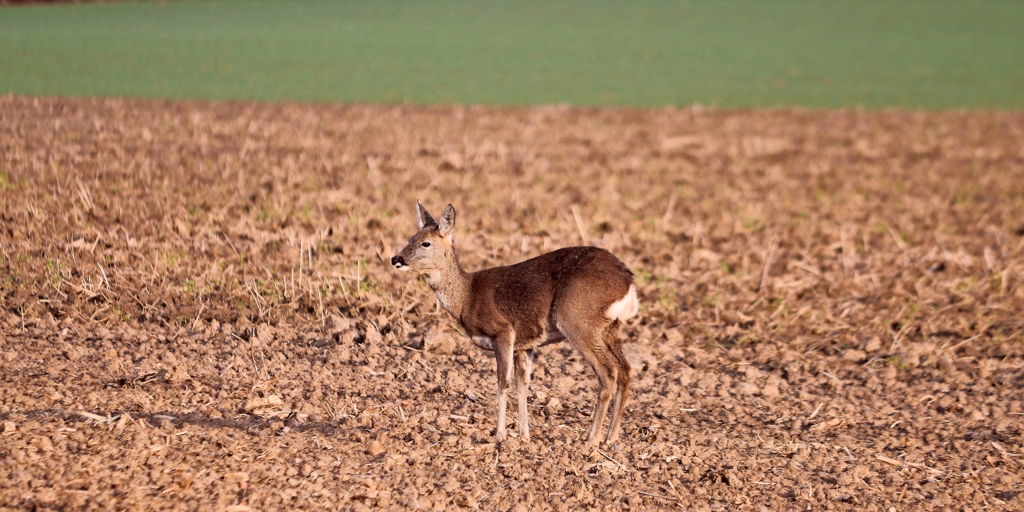 Hingucker: Von wegen scheues Reh