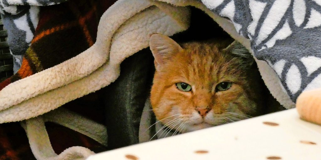 Hingucker: Auch Katern ist kalt