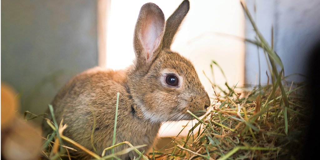 Gesucht: Die schönsten Fotos zum „Liebe-Dein-Haustier-Tag“ aus ...