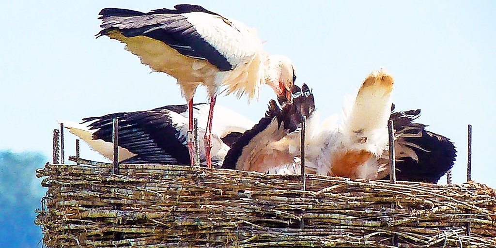 Trotz Trockenheit und Futterknappheit: 22 Jungstörche haben im Kreis Hildesheim überlebt