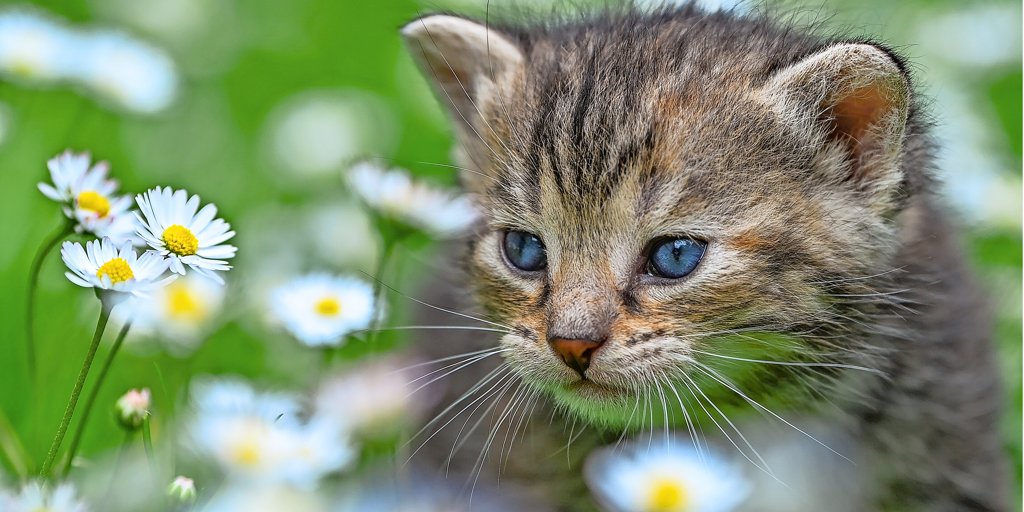 Die schönsten Haustier-Fotos zum „Liebe-Dein-Haustier-Tag ...